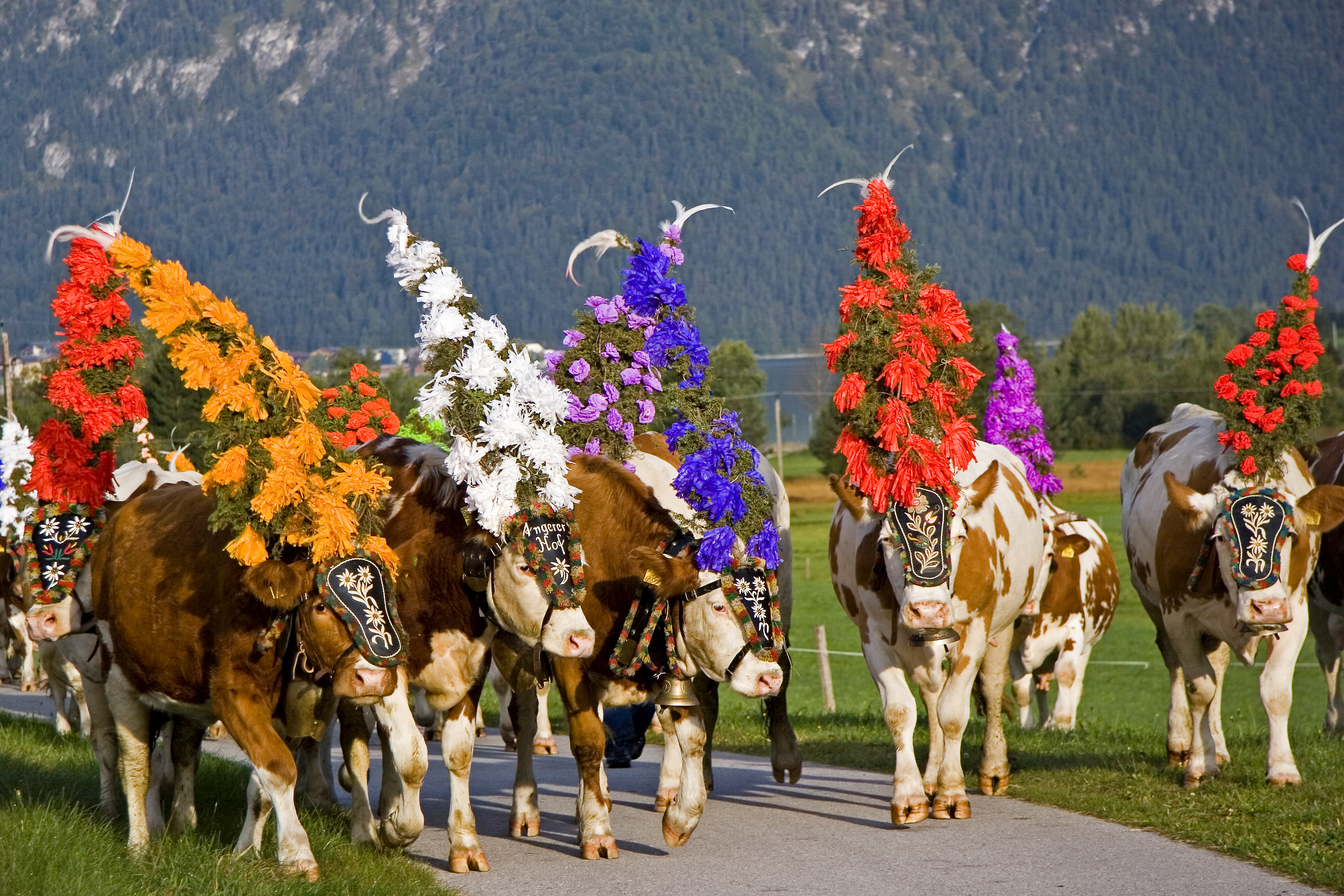 Almabtrieb | Lauwers