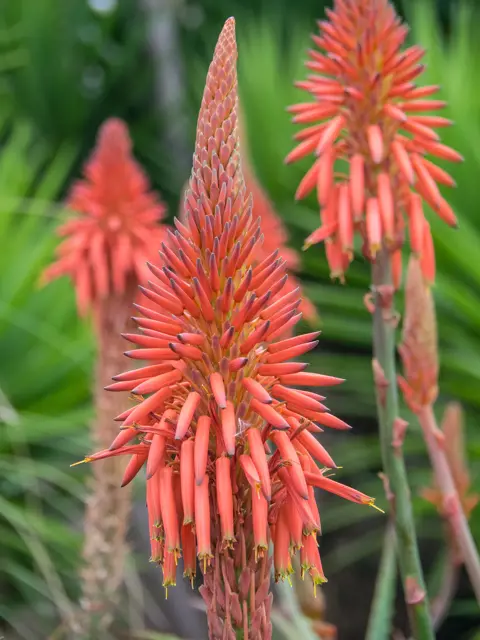 Madeira, het bloemeneiland | Lauwers Madeira, het bloemeneiland | Lauwers